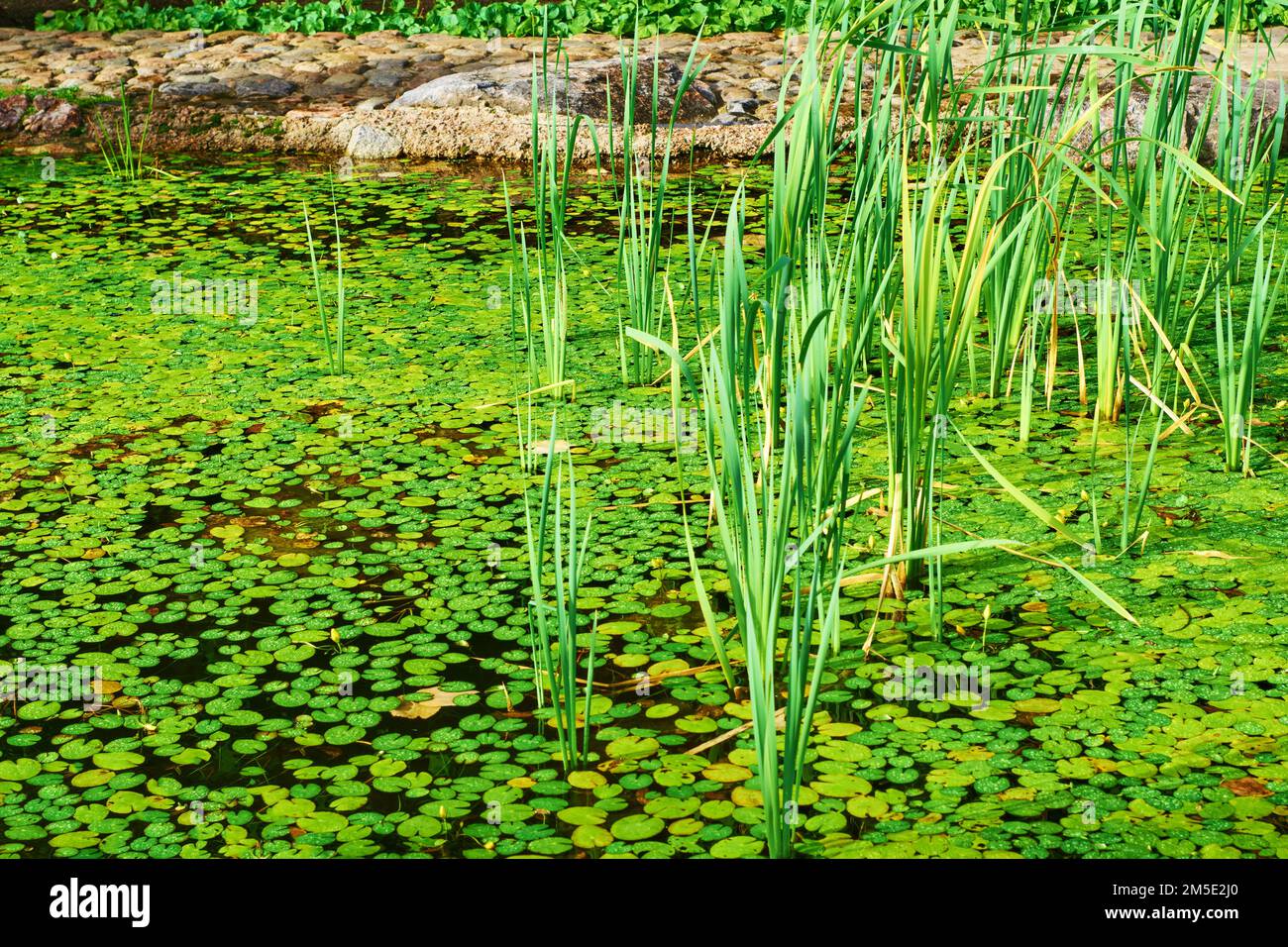 Nymphoides peltana, bogweed, marsh flower, pitcher shield leaves in ...