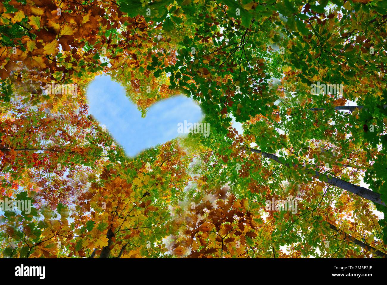 Autumn background landscape. Yellow color tree, red orange foliage in ...