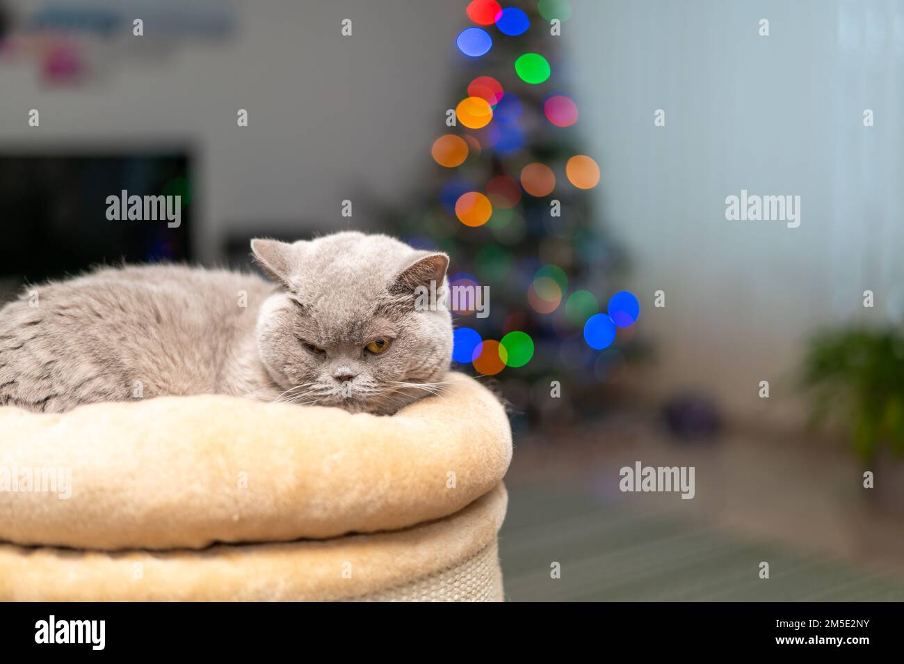 Beautiful little glowing christmas tree hi-res stock photography and ...