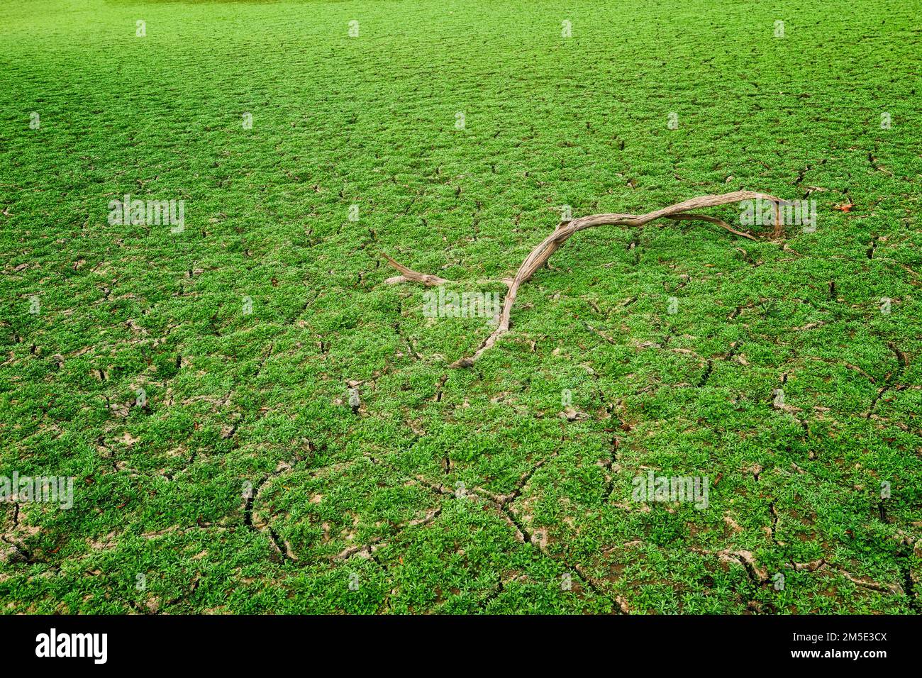 The lower of water levels in the fall leaves cracked mud flats with new ...