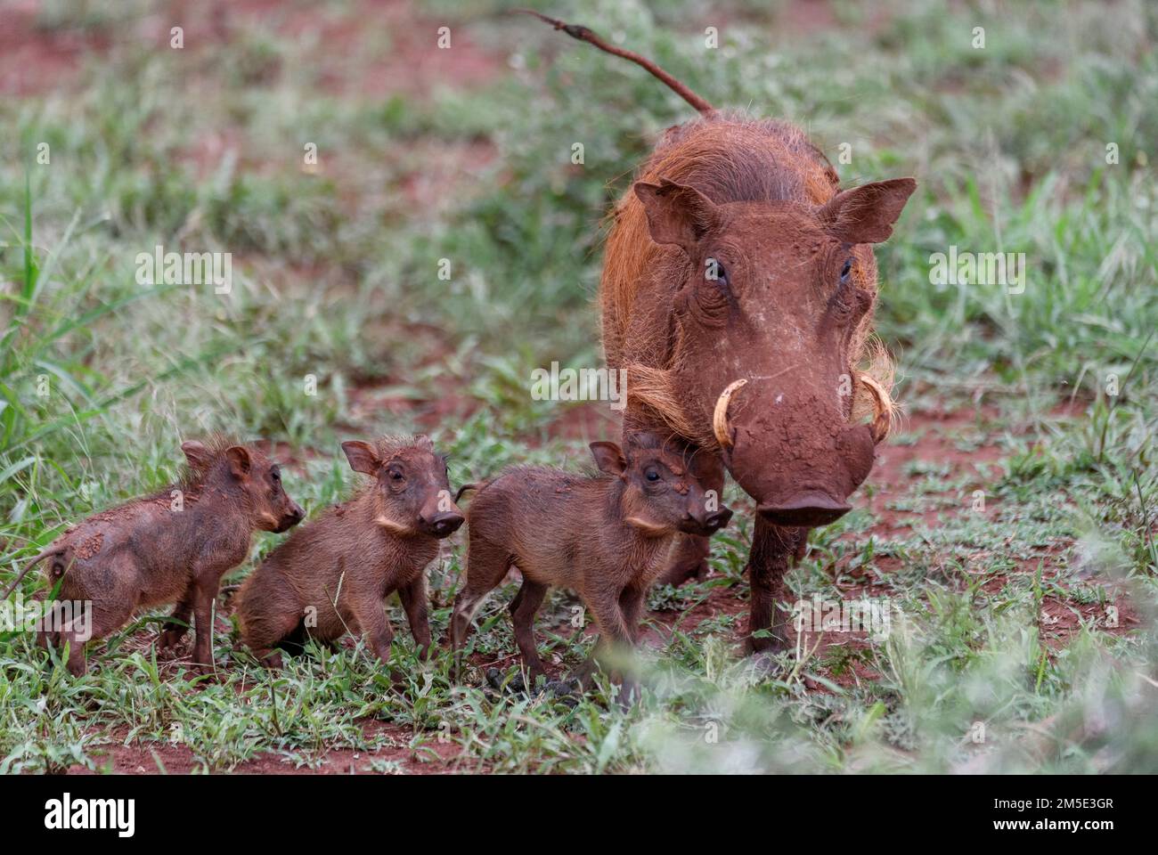 Newborn Warthog
