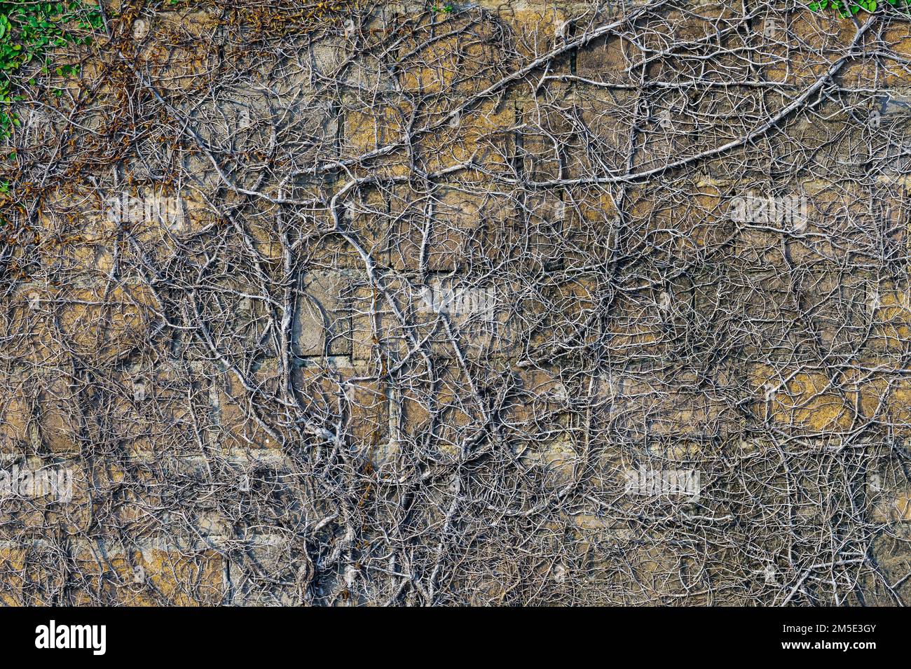 Climbing fig or Creeping fig (Ficus Pumila) the ivy plants are creeping ...