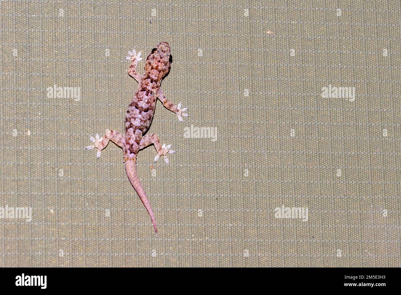 Tropical house gecko (Hemidactylus mabouia) from Sabie Rest Camp, Lower ...