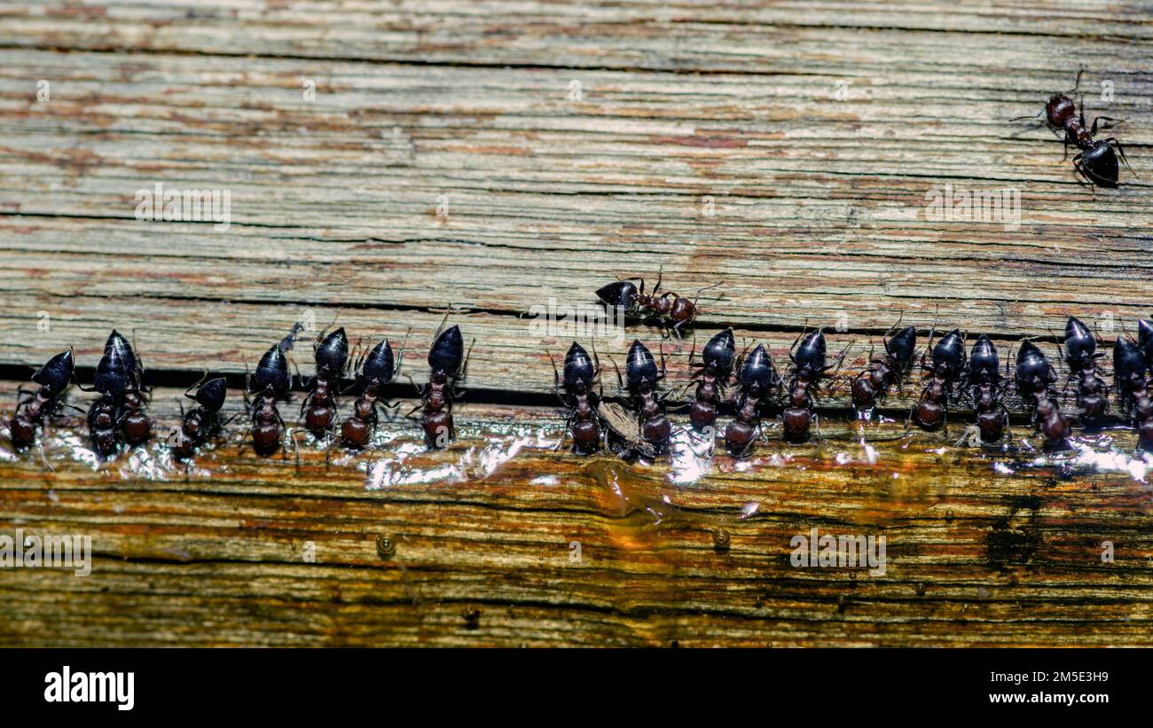 Ants (Crematogaster sp.) feeding on suger fluid at Lower Sabie, Kruger ...