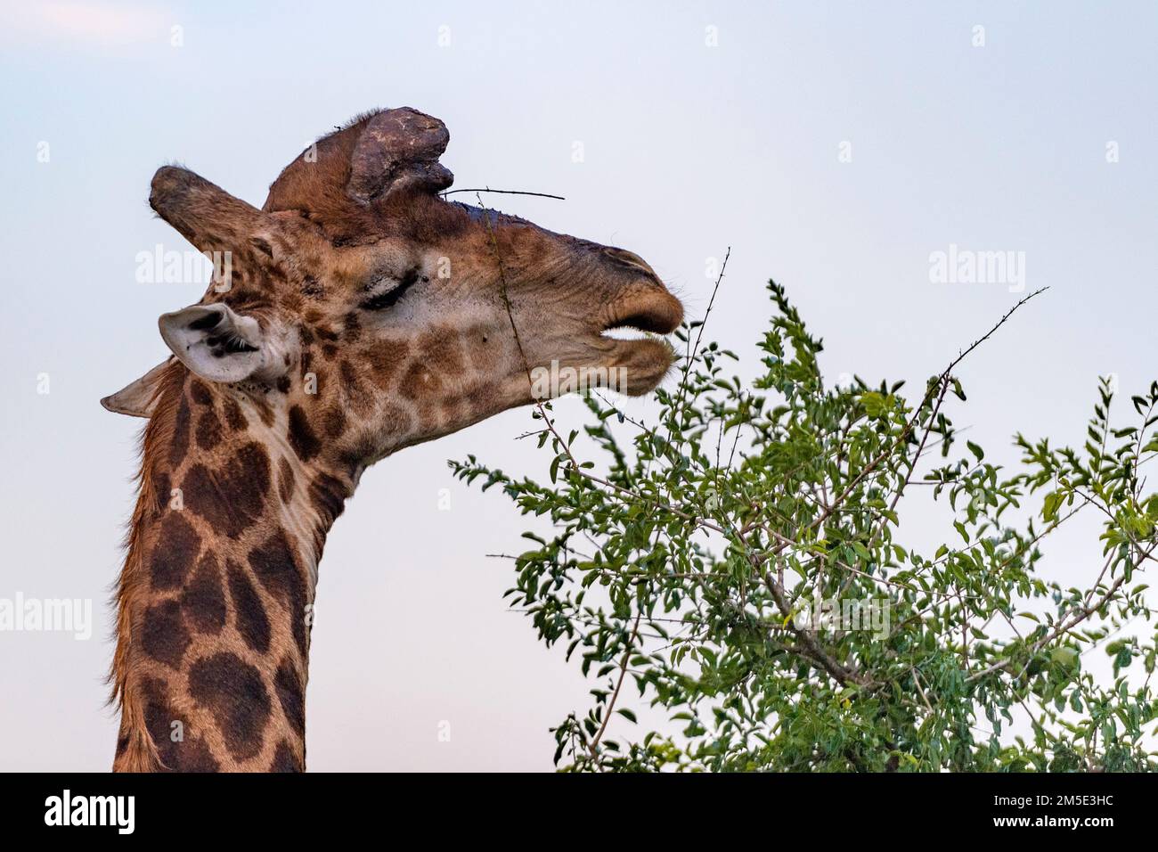Giraffe with outgrowth (tumor?) on its forehead. Lower Sabie, Kruger NP ...