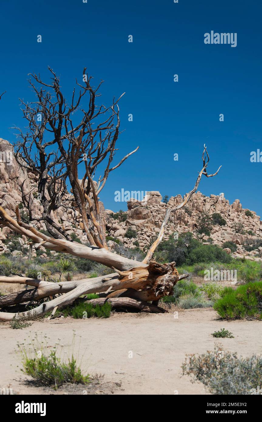 A large fallen tree within the Joshua tree national park on the hidden ...