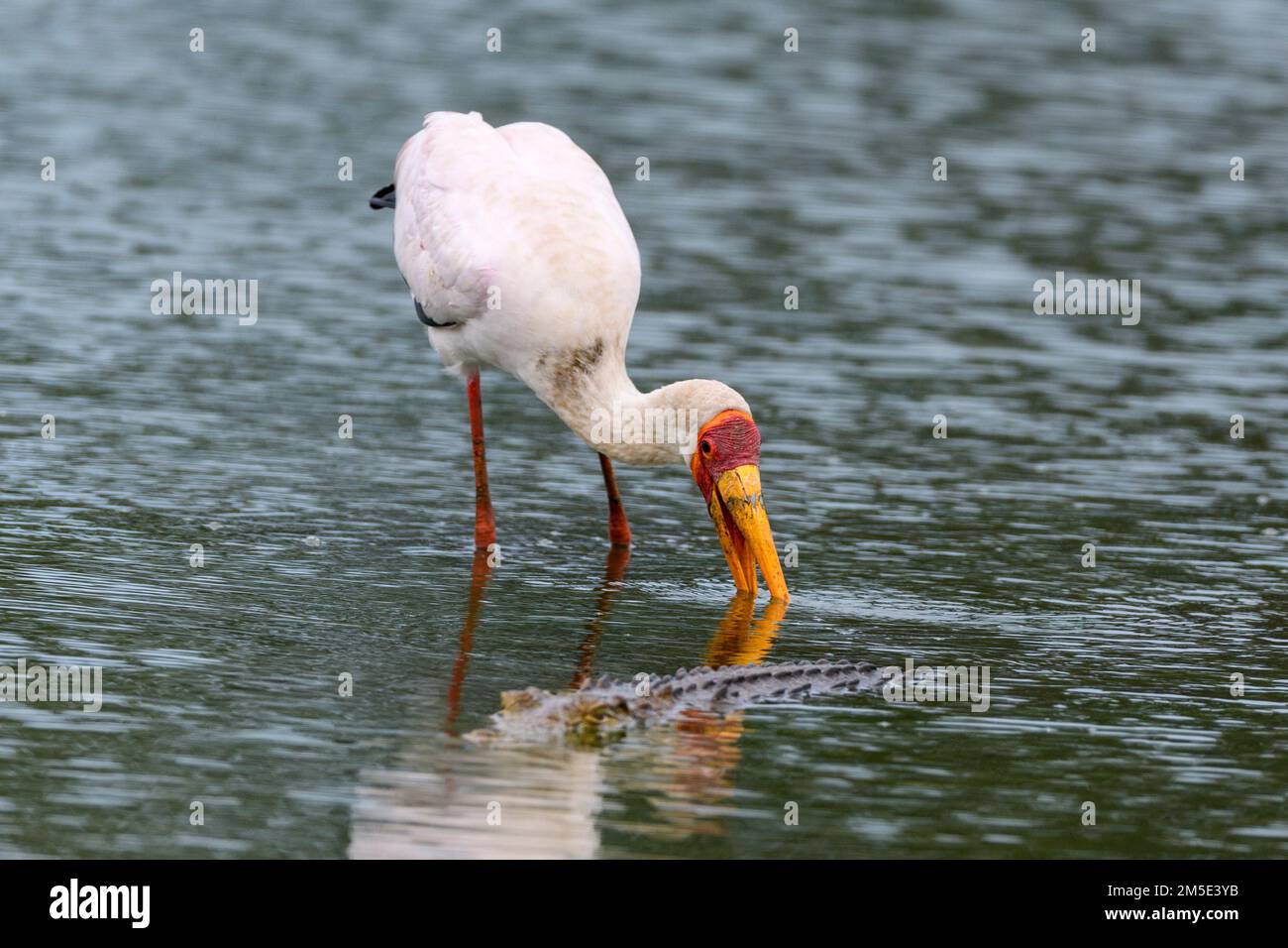 Yellow-billed strok (Mycteria ibis) and a huge nile crocodille at ...