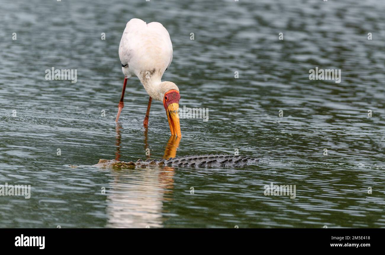 Yellow-billed strok (Mycteria ibis) and a huge nile crocodille ...