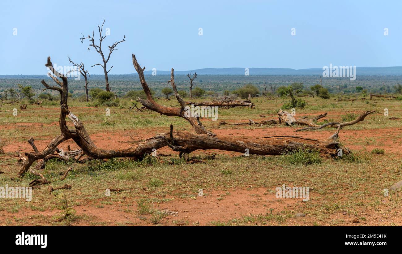 Elephant landscape destruction at Marloth Park (Mpumalanga), Kruger ...
