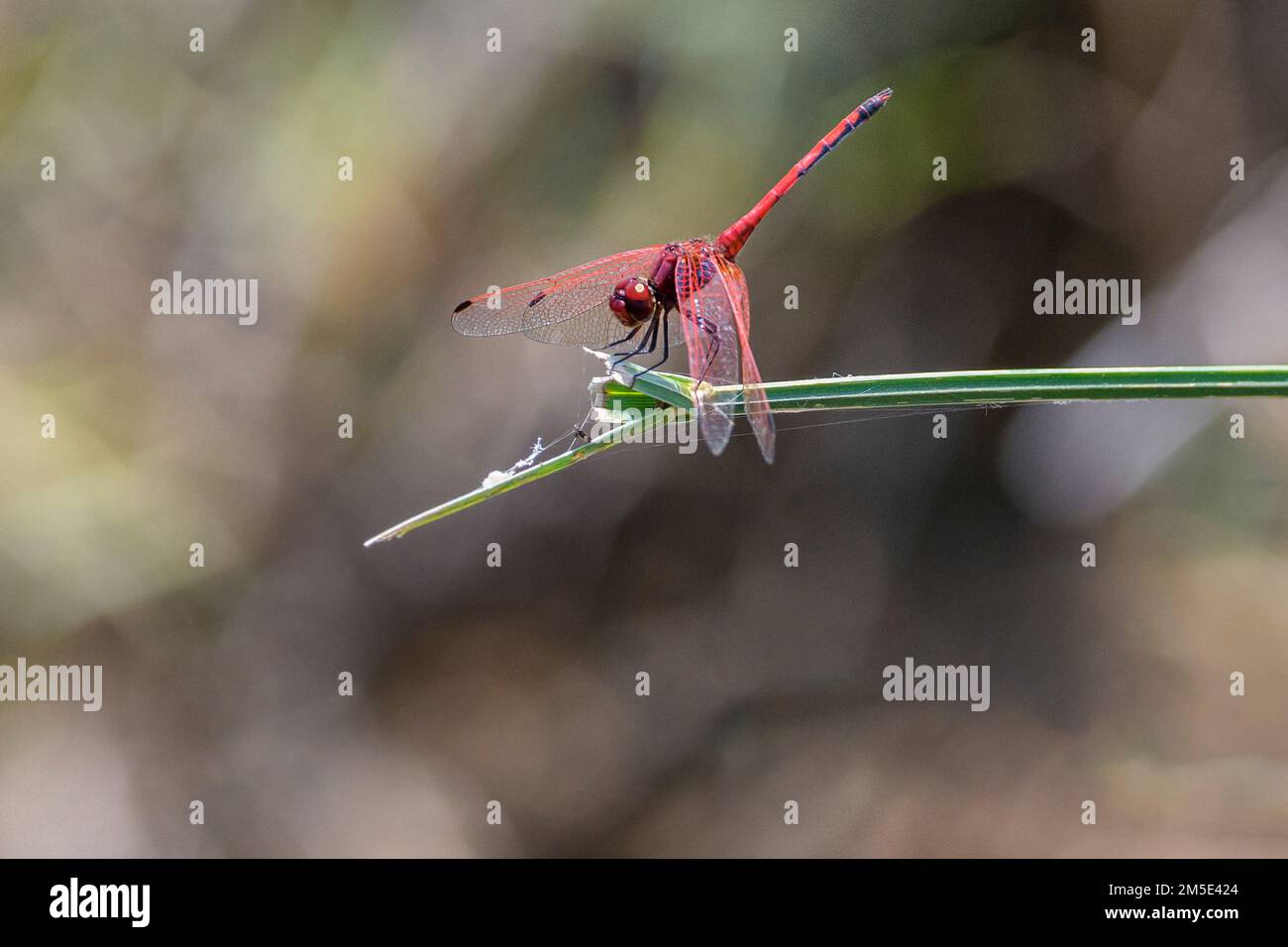 Red-veined dropwing (Trithemis arteriosa) from Berg-en-Dal, Kruger NP ...