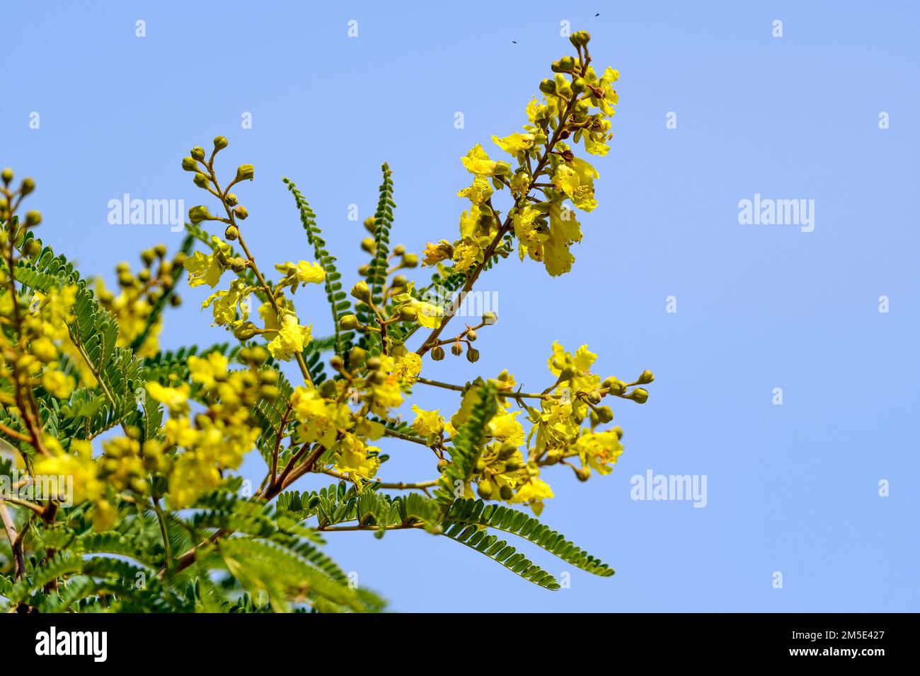 Flowers of weeping wattle (Peltophorum africanum) from Berg En Dal ...