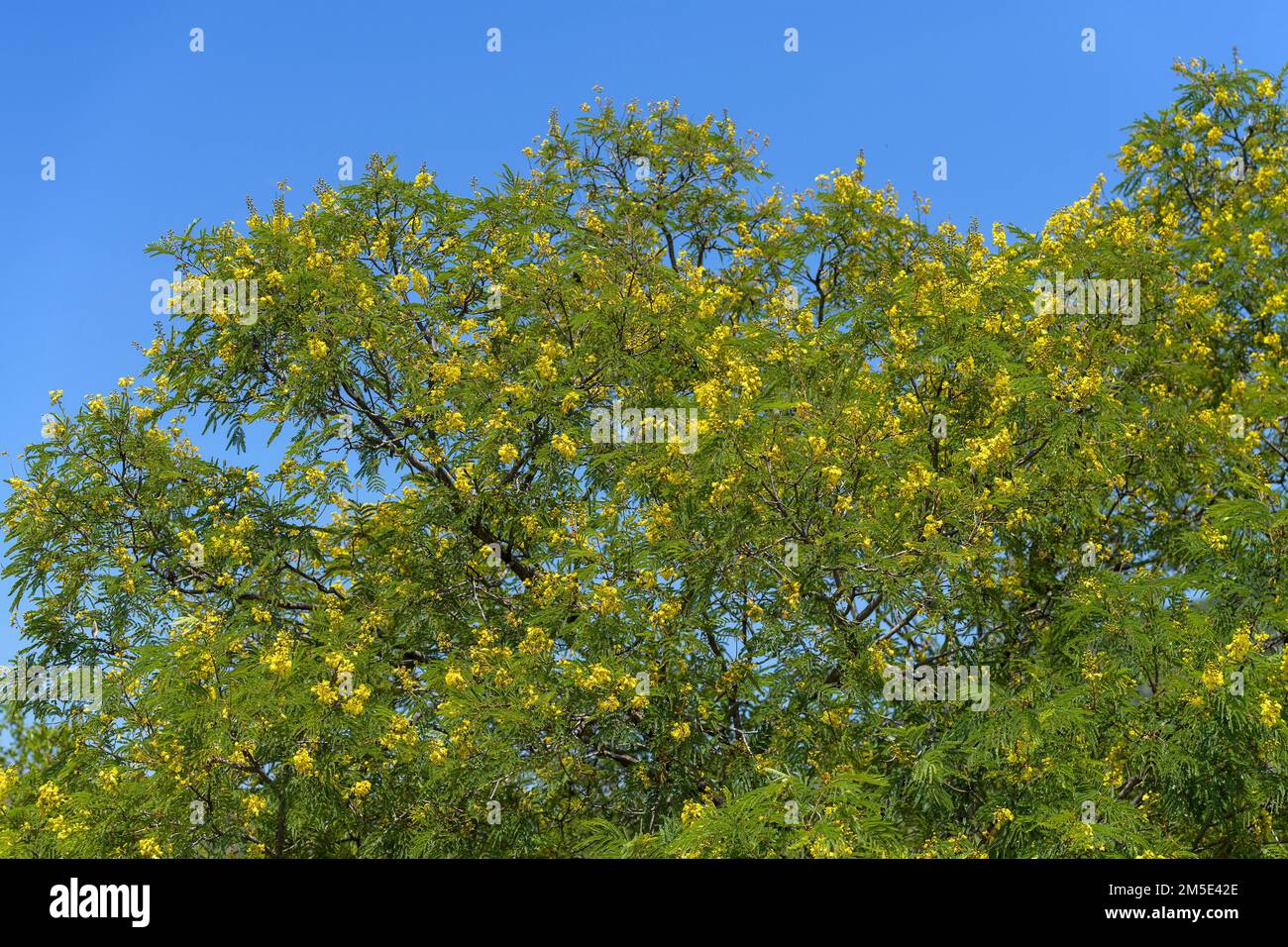 Weeping wattle (Peltophorum africanum) from Berg En Dal, Kruger NP ...