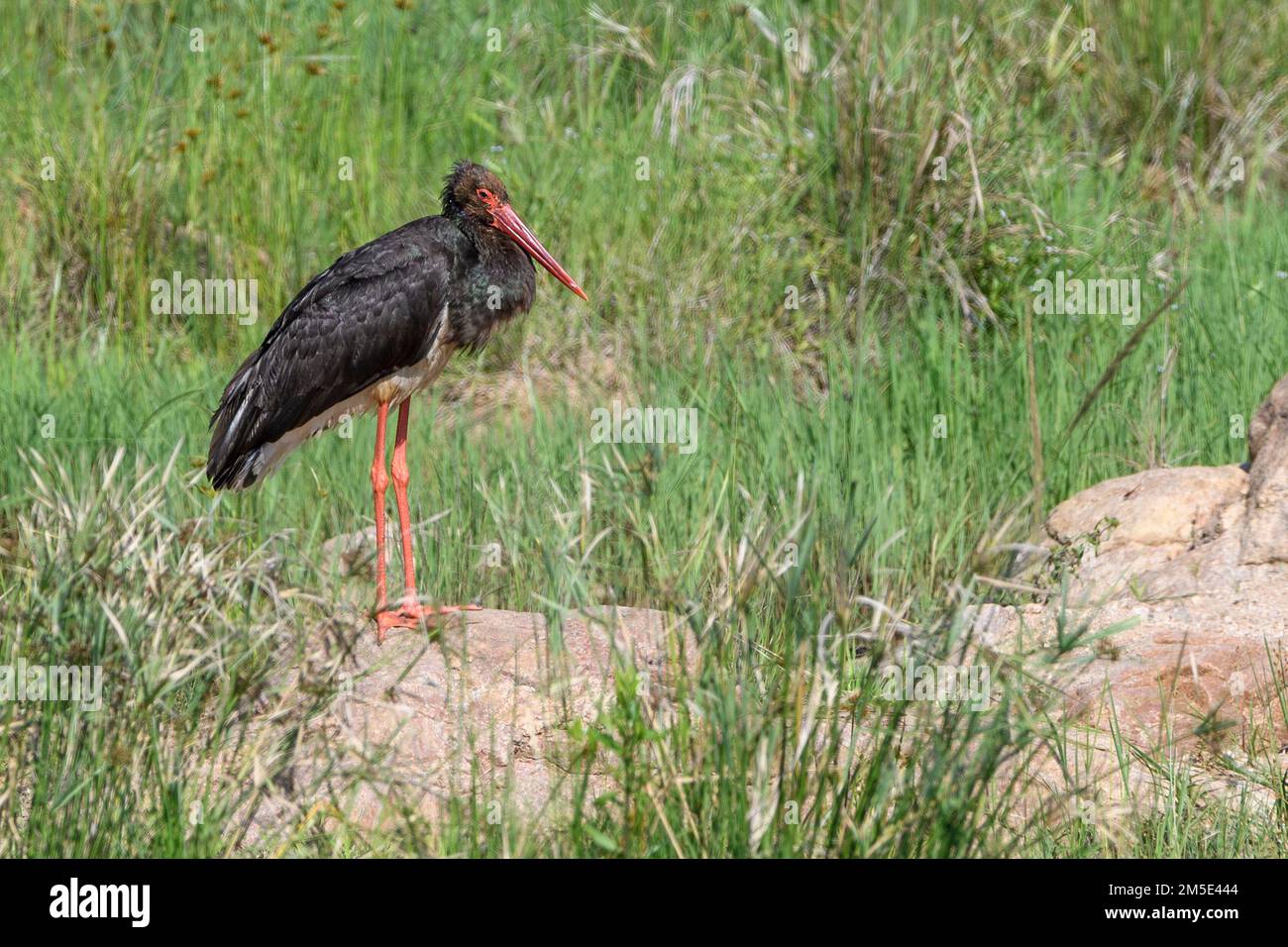 Black stork (Ciconia nigra) from Bergh-en-Dal, Kruger NP, South Africa ...