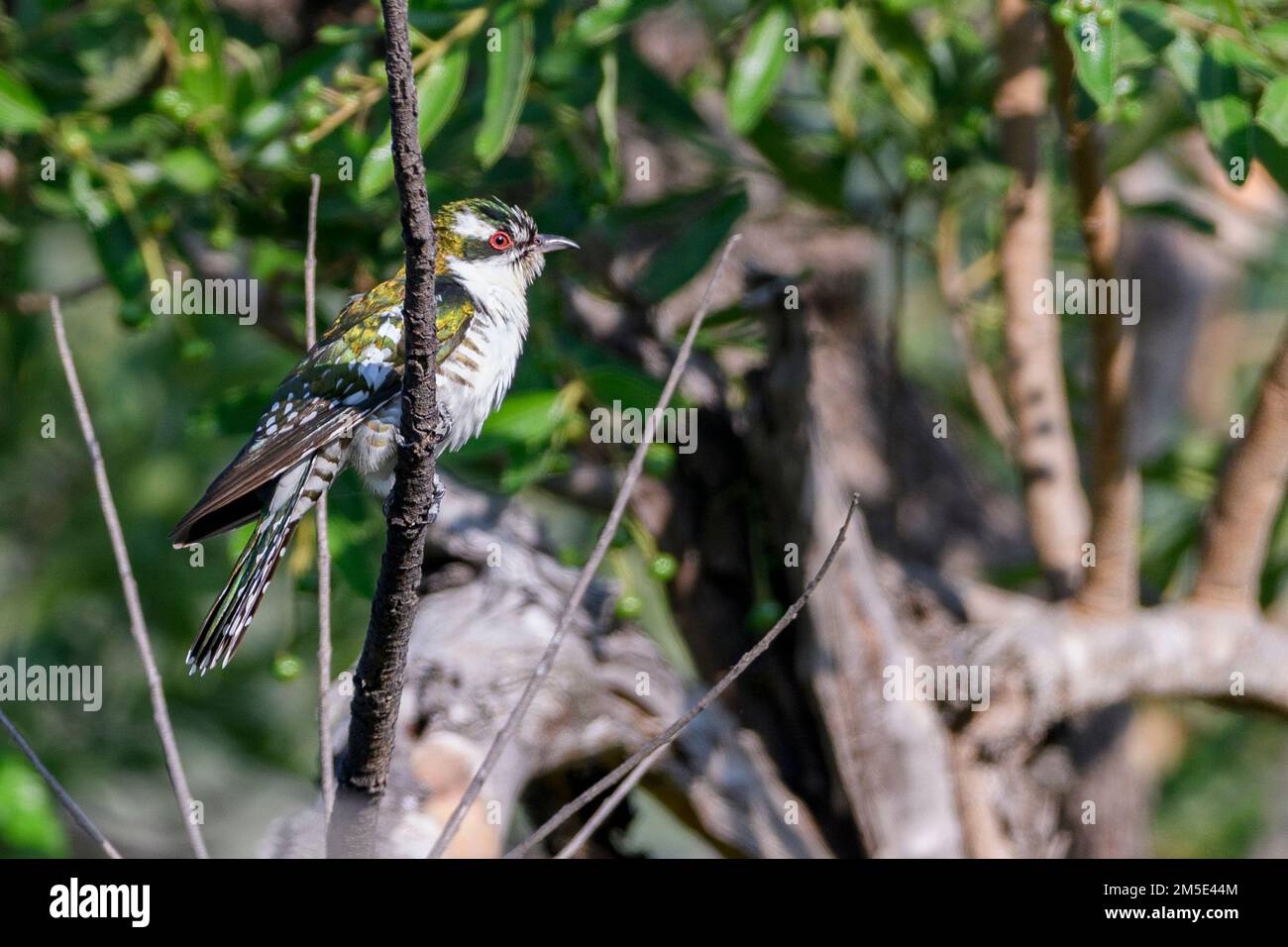 Diederik cuckoo (Chrysococcyx caprius) from Berg-en-Dal, Kruger NP ...
