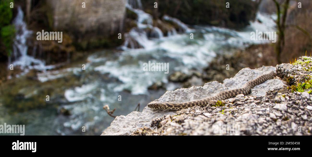 Dice Snake by the river, Natrix Tessellata Stock Photo - Alamy