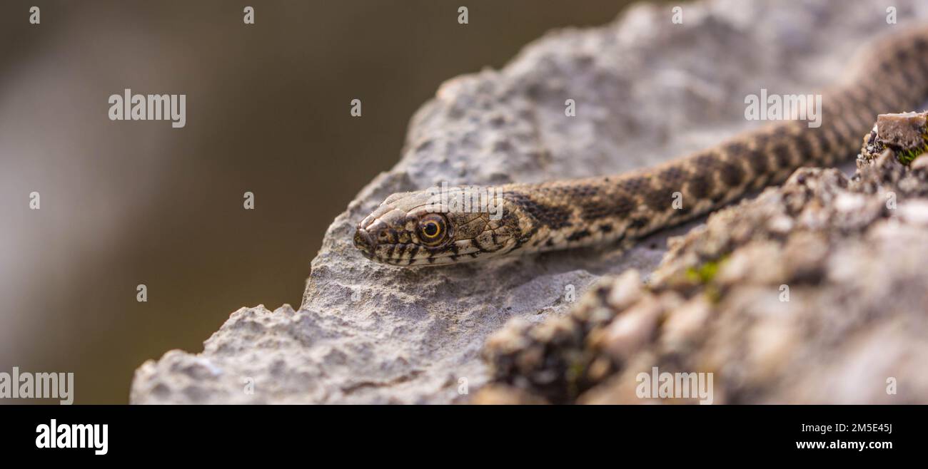 Dice Snake by the river, Natrix Tessellata Stock Photo - Alamy