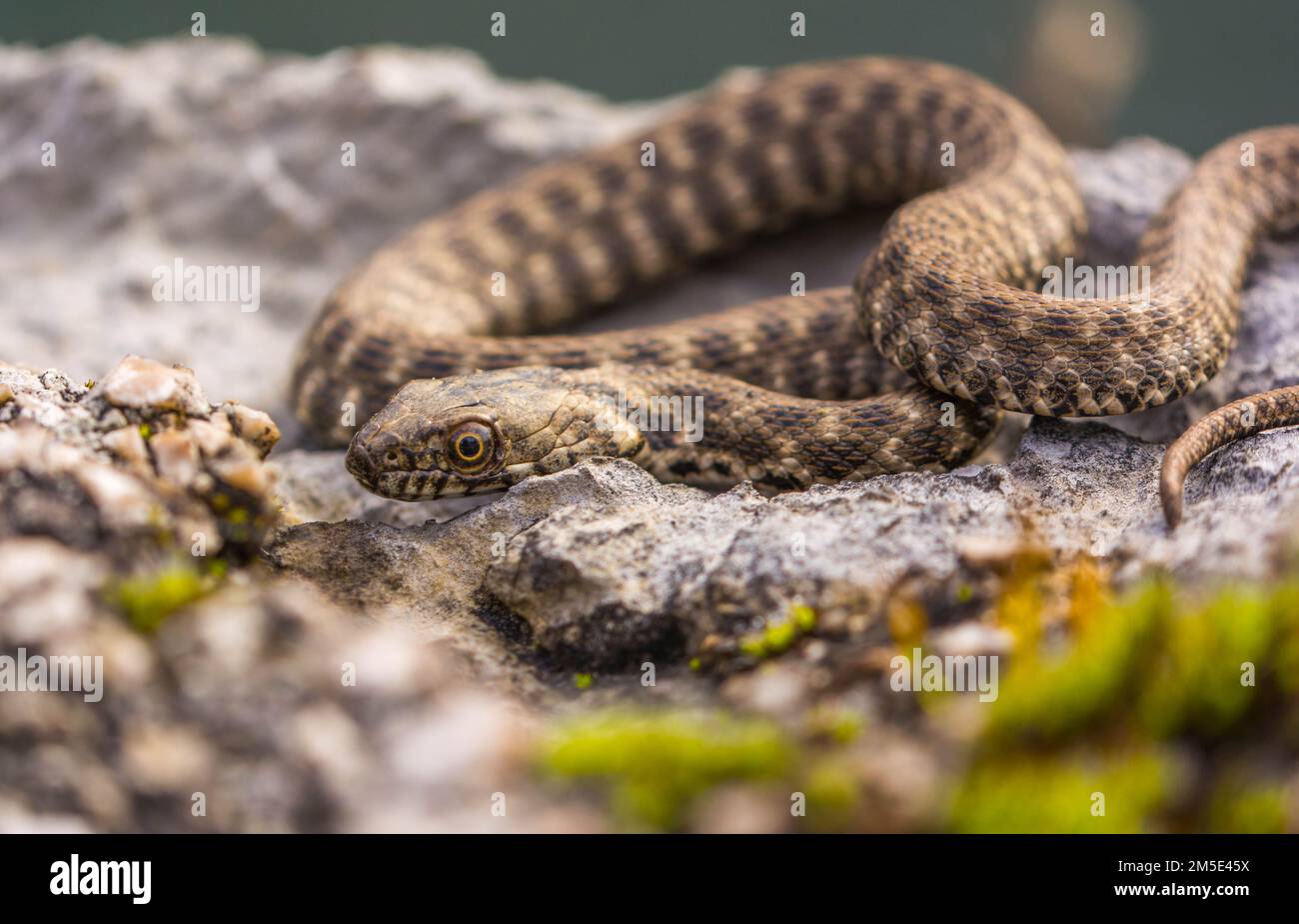 Dice Snake by the river, Natrix Tessellata Stock Photo - Alamy