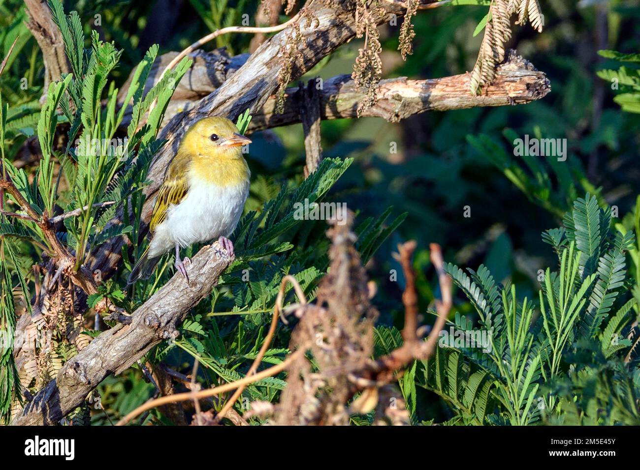 Red headed weaver anaplectes rubriceps hi-res stock photography and ...