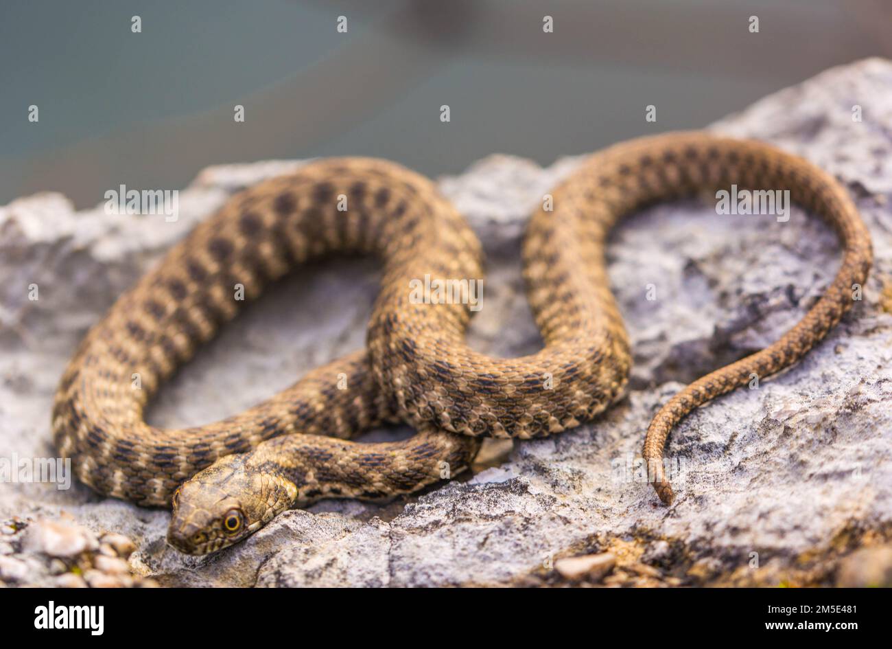 Dice Snake by the river, Natrix Tessellata Stock Photo - Alamy