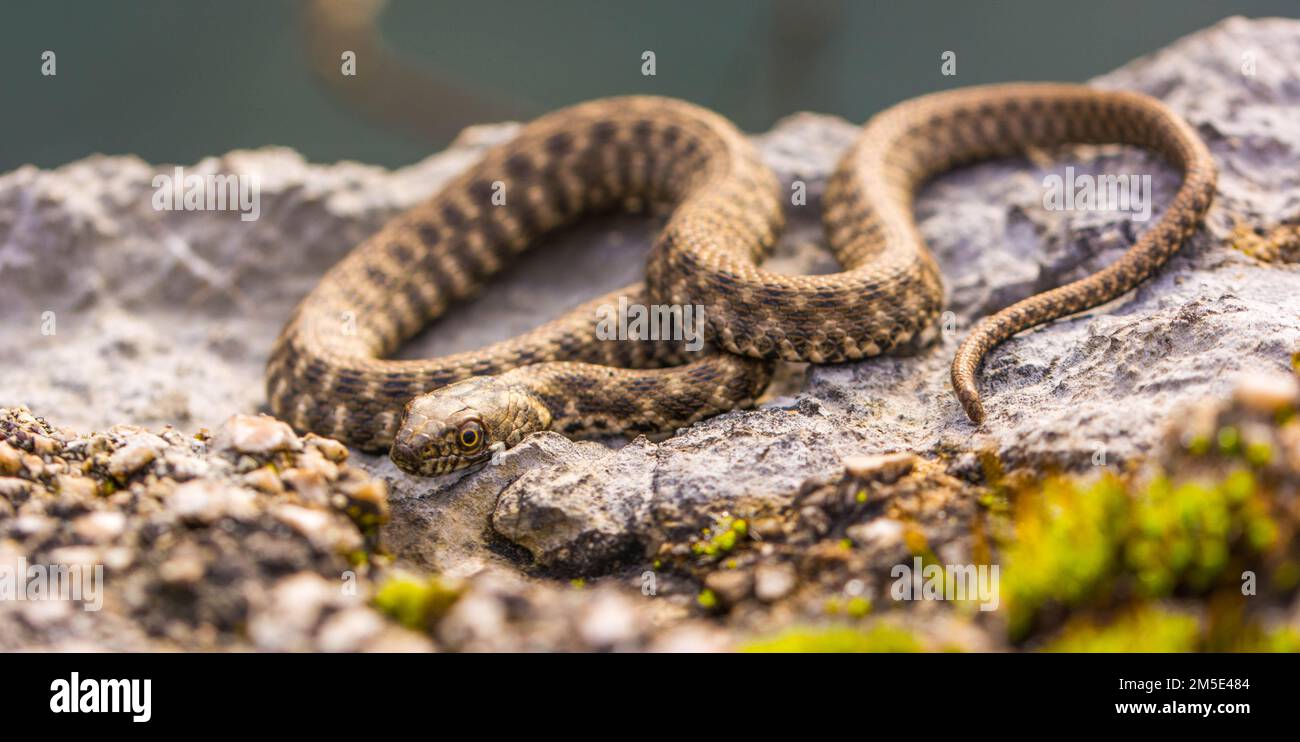 Dice snake natrix tessellata resting hi-res stock photography and ...