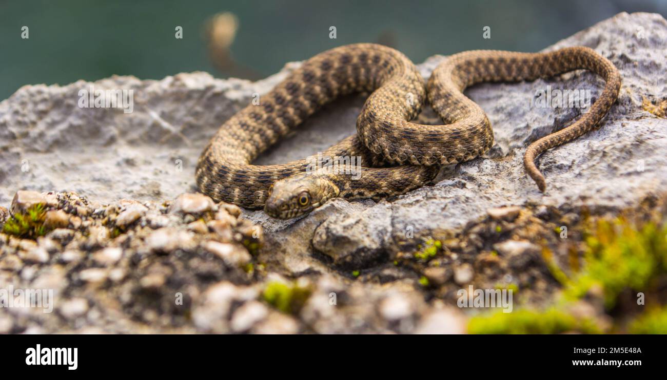Dice Snake by the river, Natrix Tessellata Stock Photo - Alamy