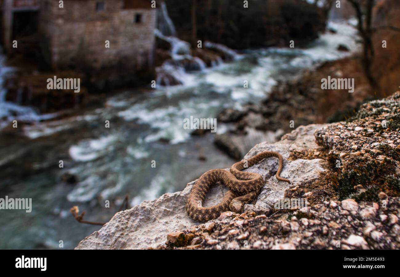 Dice Snake by the river, Natrix Tessellata Stock Photo - Alamy