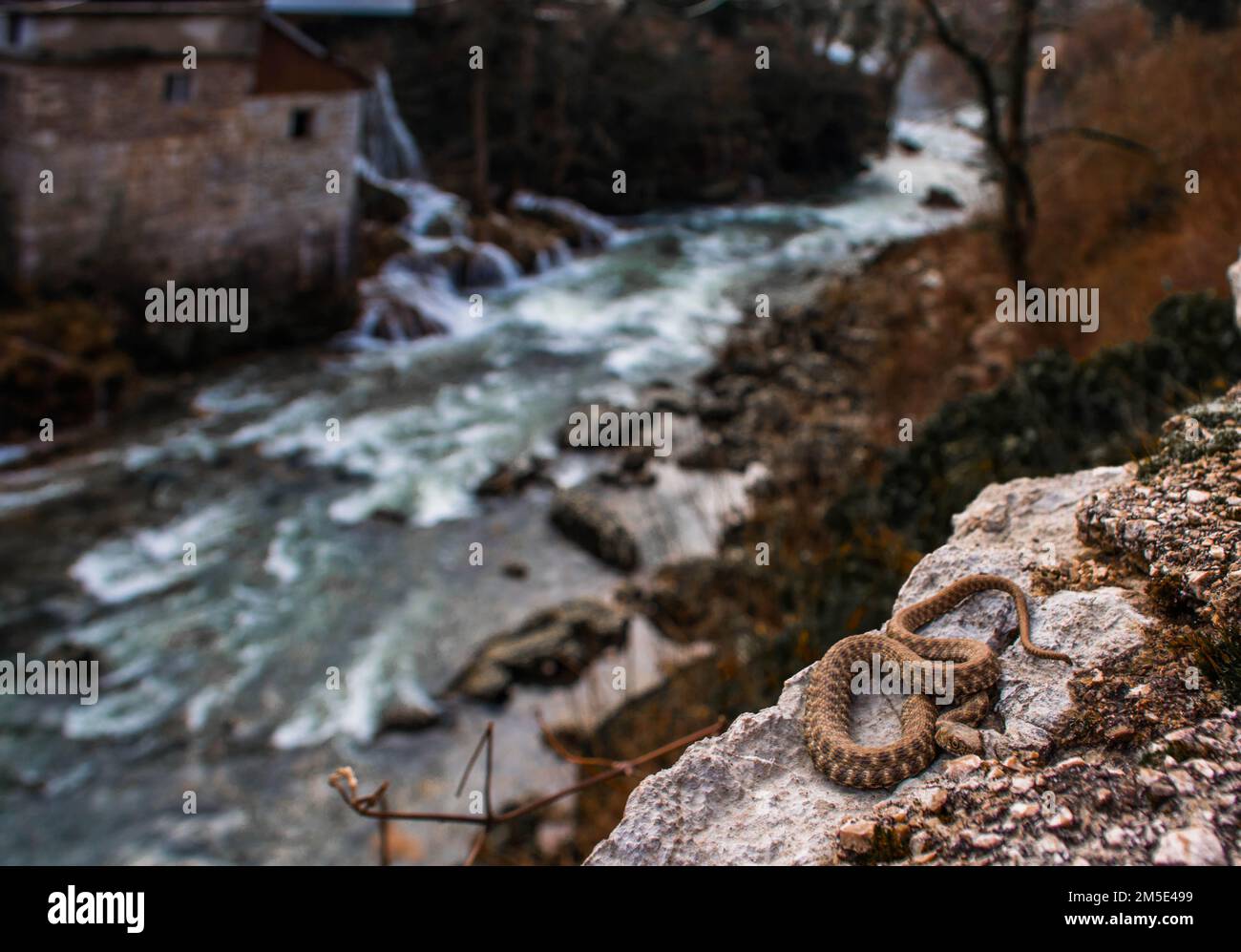 Dice Snake by the river, Natrix Tessellata Stock Photo - Alamy