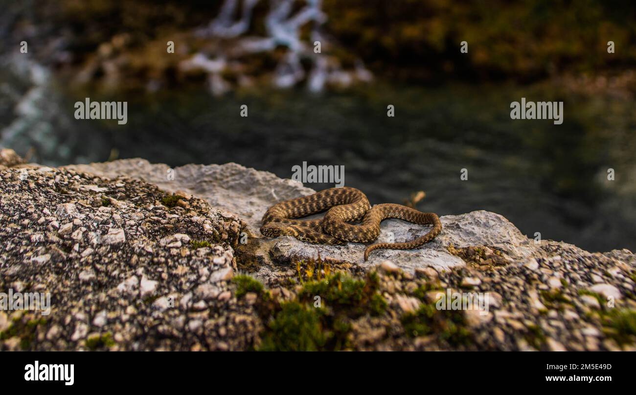 Dice Snake by the river, Natrix Tessellata Stock Photo - Alamy