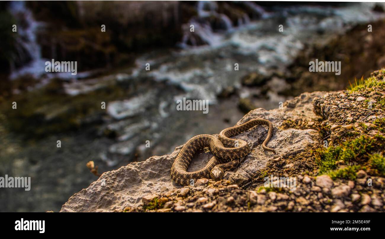 Dice Snake by the river, Natrix Tessellata Stock Photo - Alamy