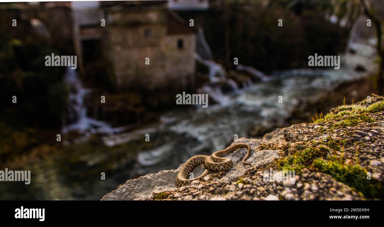 Dice Snake by the river, Natrix Tessellata Stock Photo - Alamy