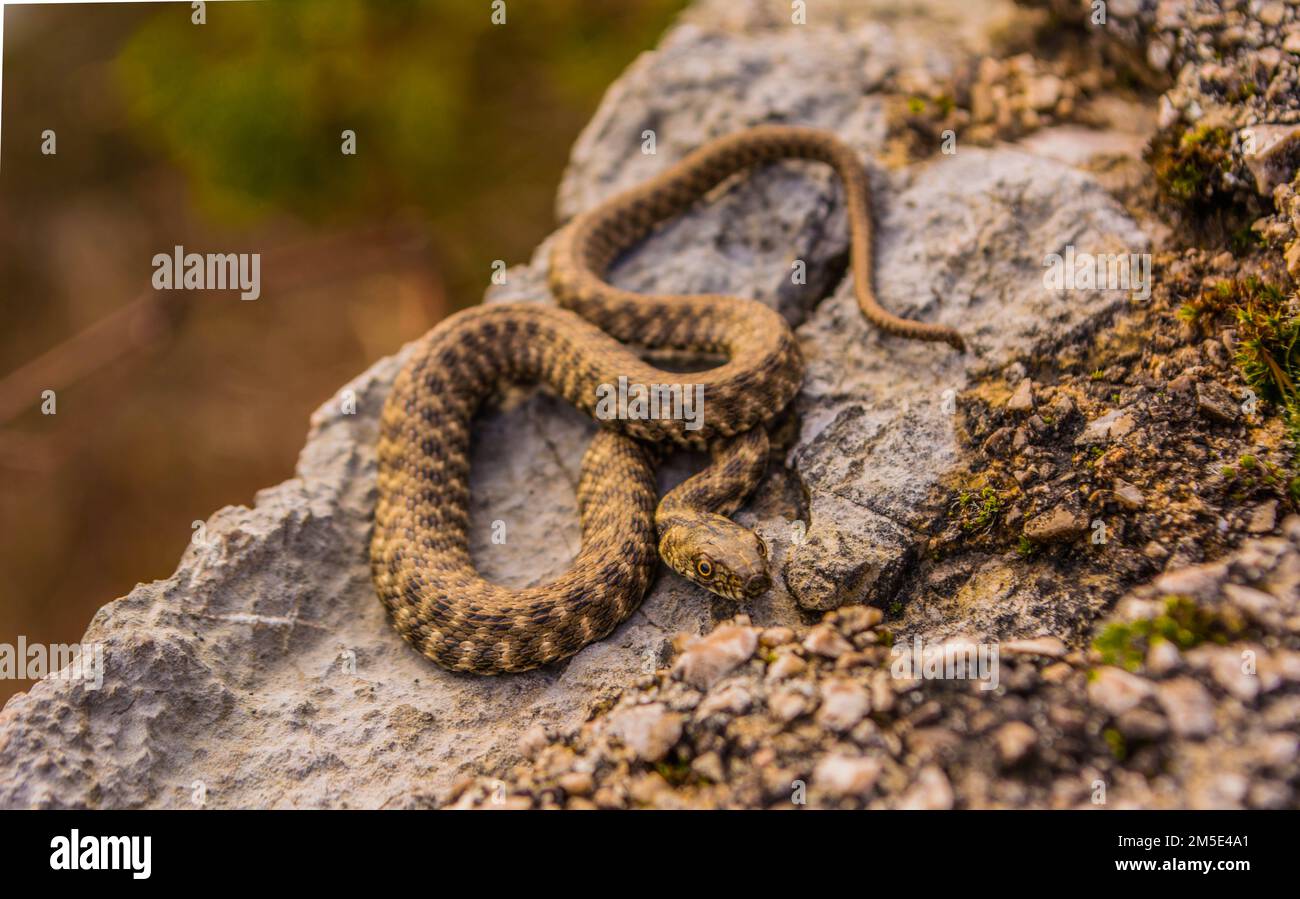 Dice Snake by the river, Natrix Tessellata Stock Photo - Alamy