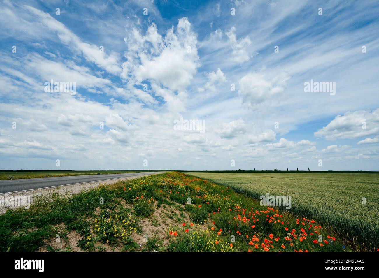 The field of unripe wheat and poppy wild flowers, Ukrainian cultural ...