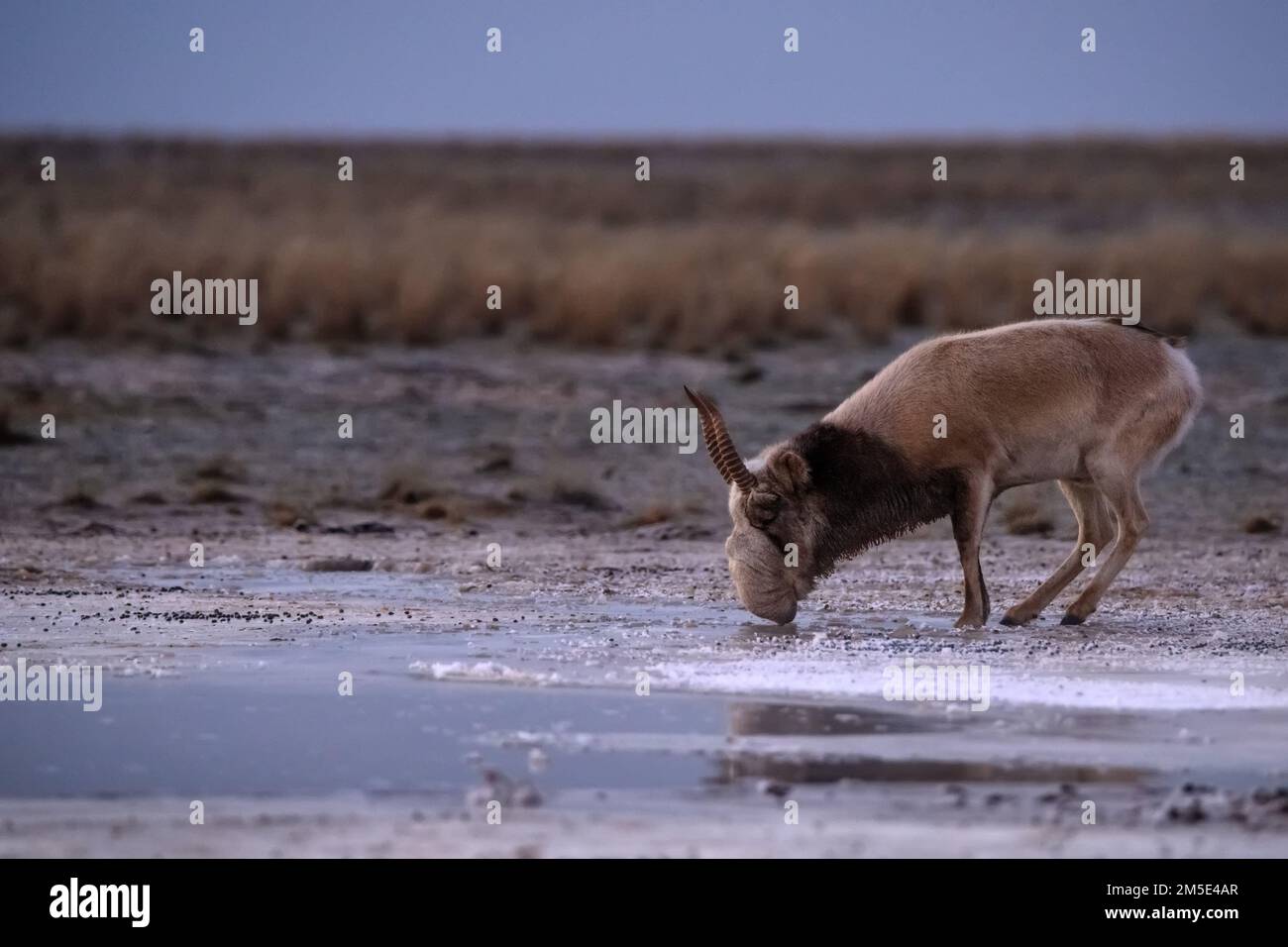 Saiga antelope or Saiga tatarica drinks in steppe near waterhole in ...