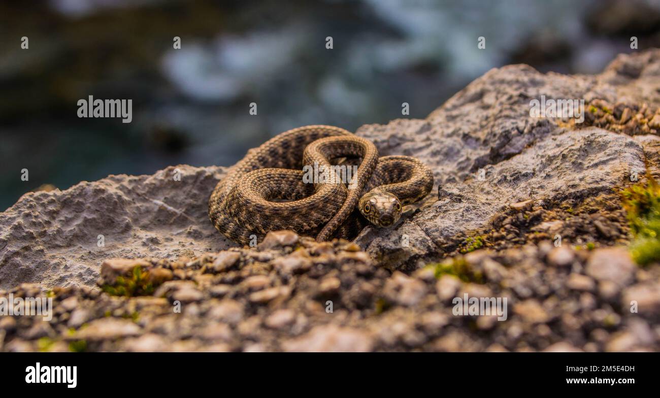 Dice Snake by the river, Natrix Tessellata Stock Photo - Alamy