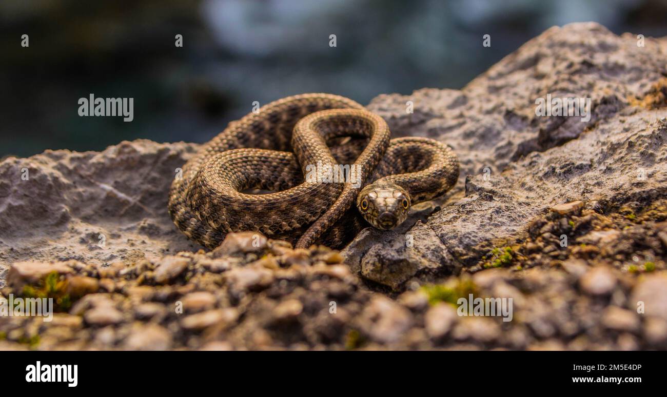 Dice Snake by the river, Natrix Tessellata Stock Photo - Alamy