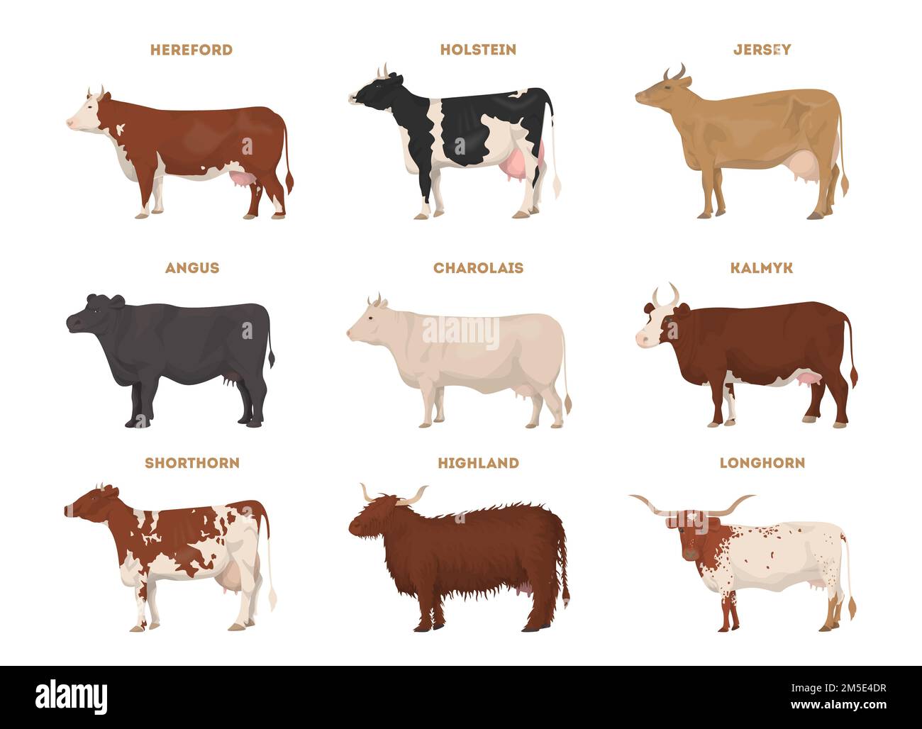 Milkingshorthorn hi-res stock photography and images - Alamy