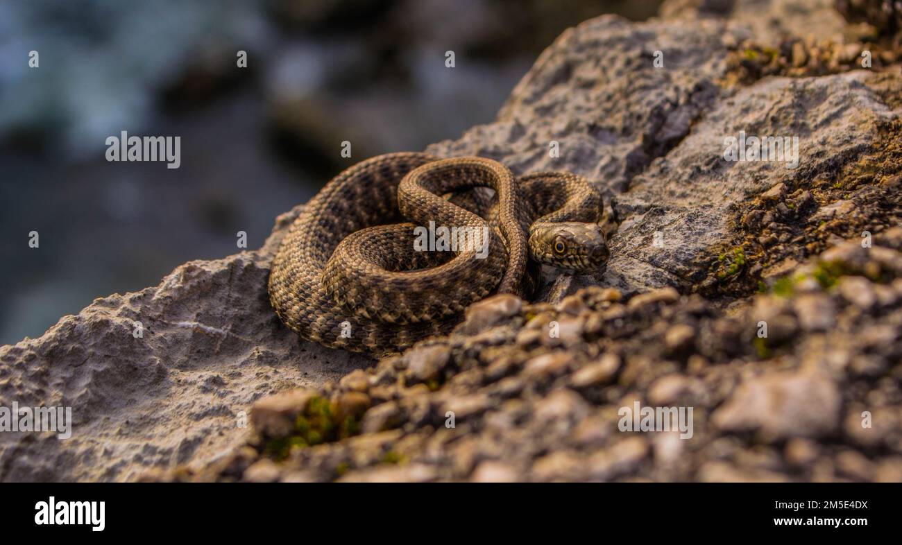 Dice Snake by the river, Natrix Tessellata Stock Photo - Alamy