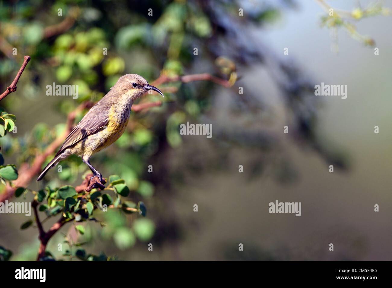 White-bellied sunbird (Cinnyris talatala, female) feeding at Zimanga ...