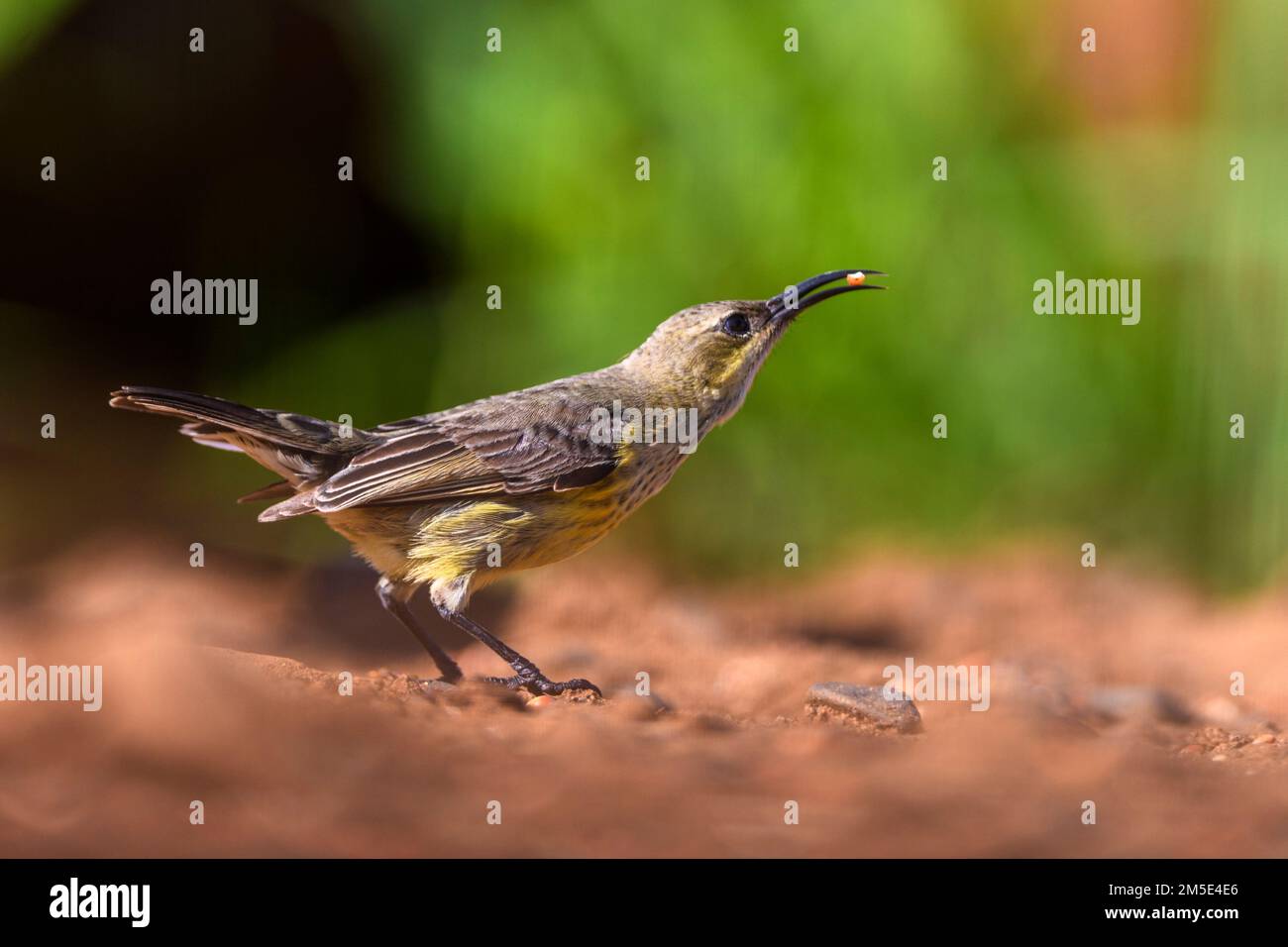 White-bellied sunbird (Cinnyris talatala, female) feeding at Zimanga ...