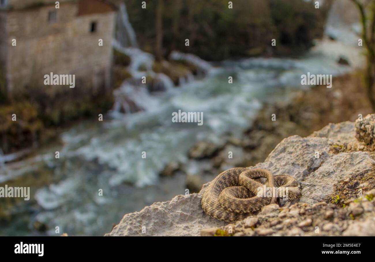 Dice snake natrix tessellata resting hi-res stock photography and ...