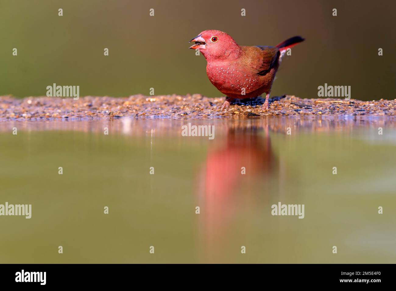 Male red-billed firefinch (Lagonosticta senegala) from Zimanga, South ...