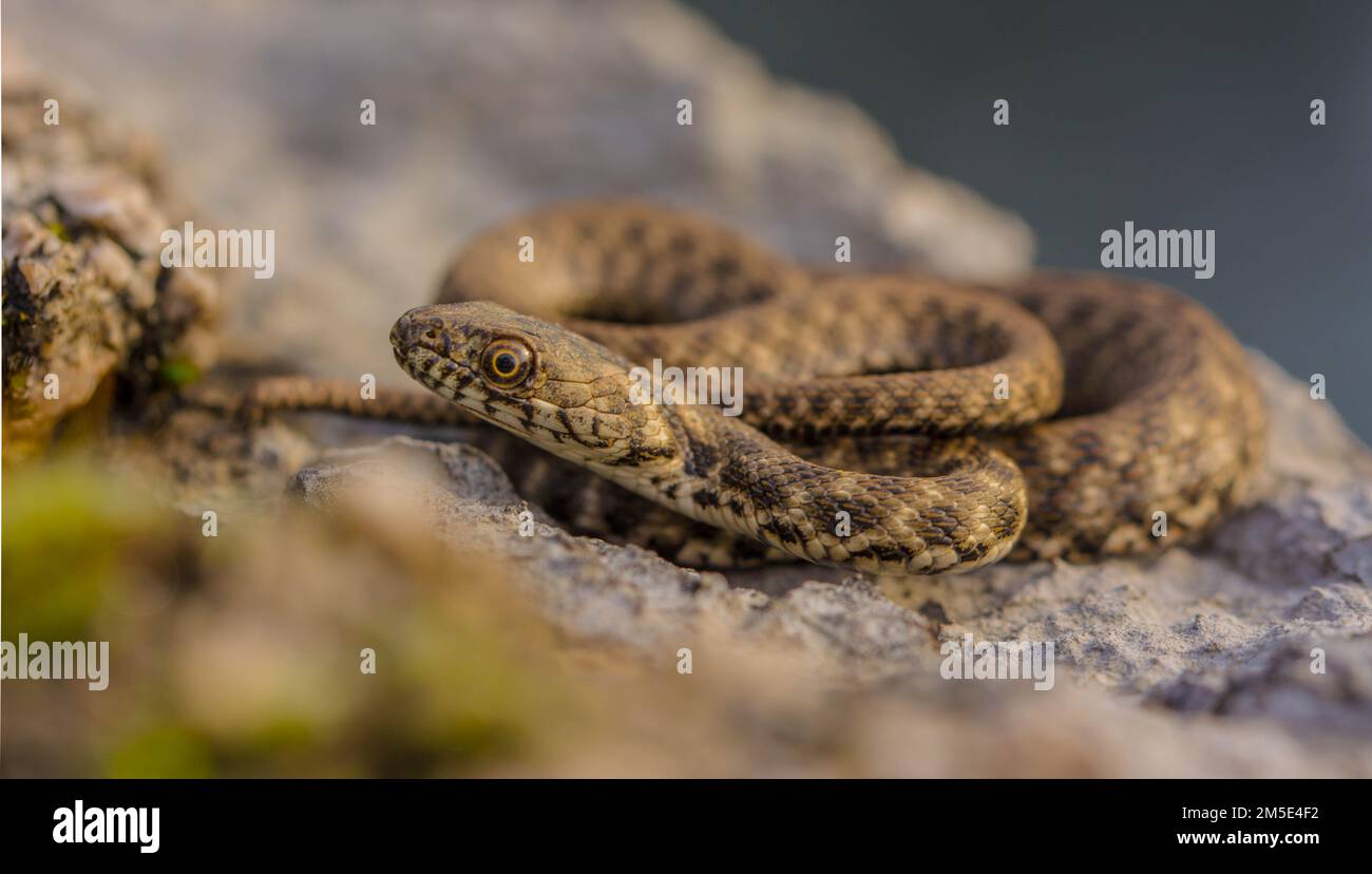 Dice Snake by the river, Natrix Tessellata Stock Photo - Alamy