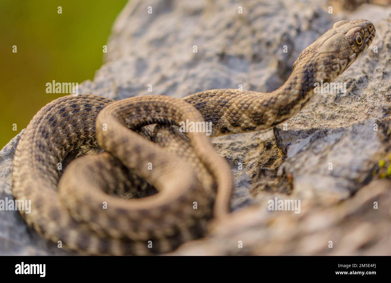 Dice snake natrix tessellata resting hi-res stock photography and ...