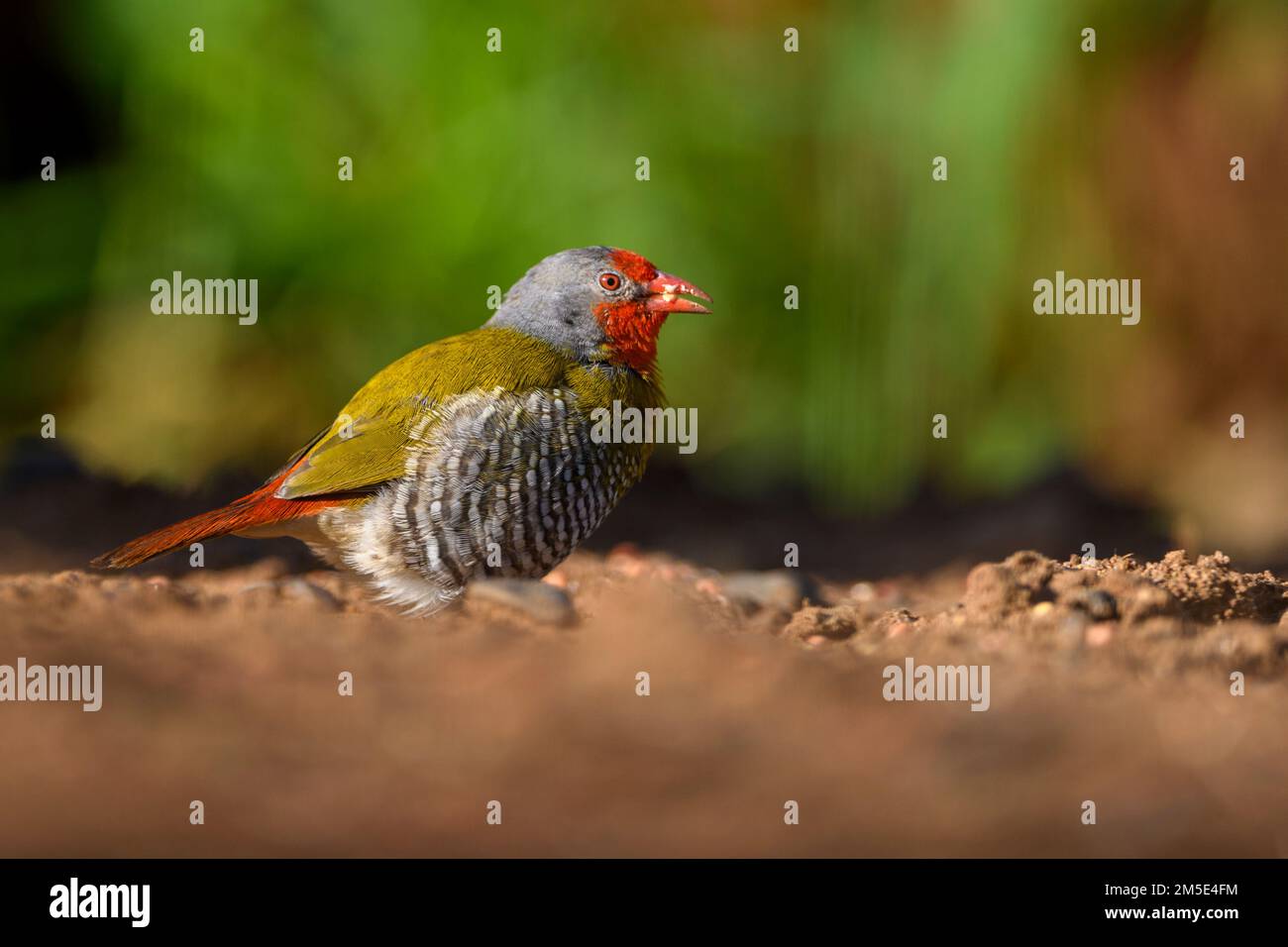 Male green-winged pytilia (Pytilia melba) from Zimanga, South Africa ...