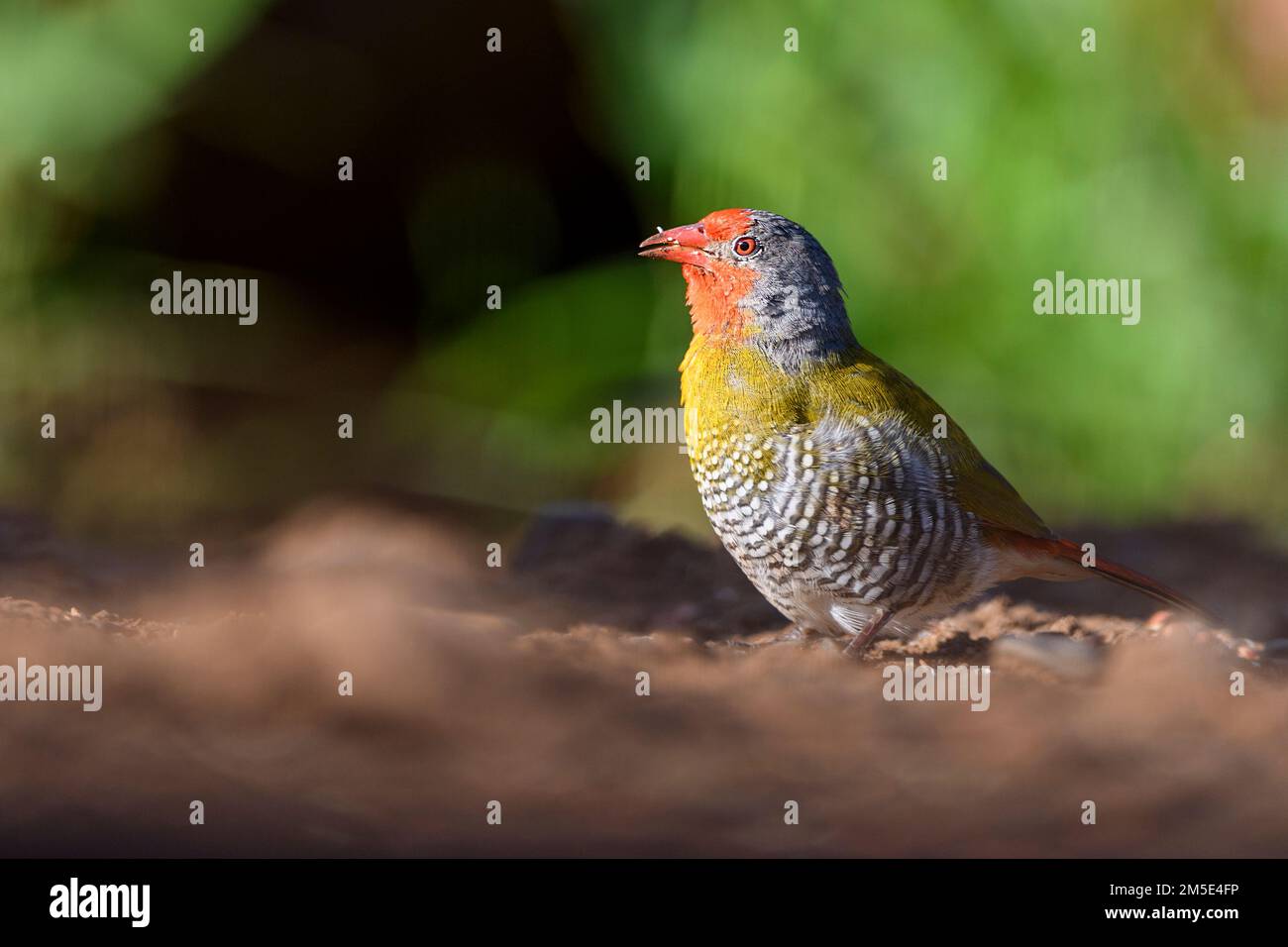 Male green-winged pytilia (Pytilia melba) from Zimanga, South Africa ...