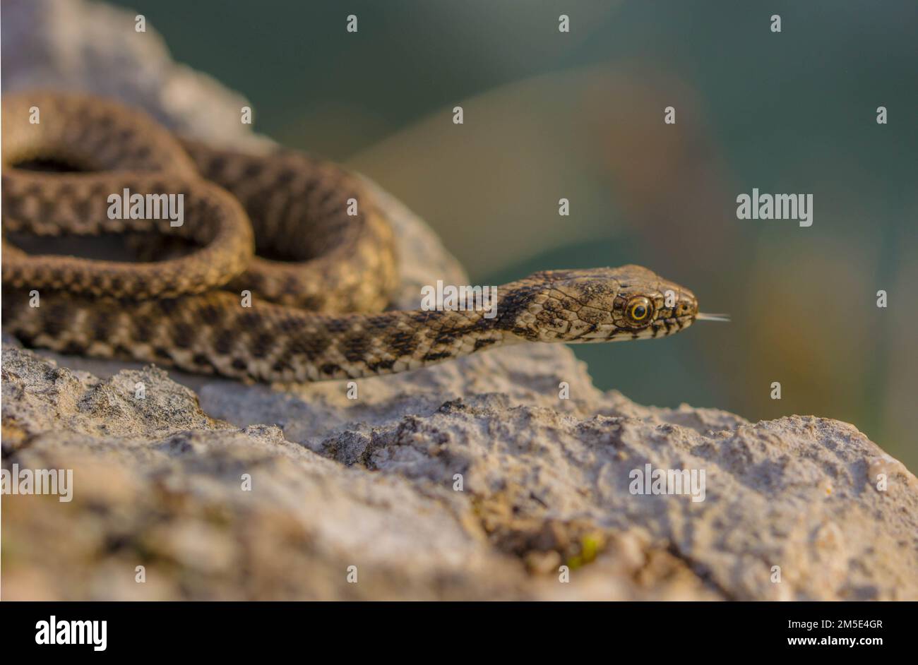 Dice Snake by the river, Natrix Tessellata Stock Photo - Alamy