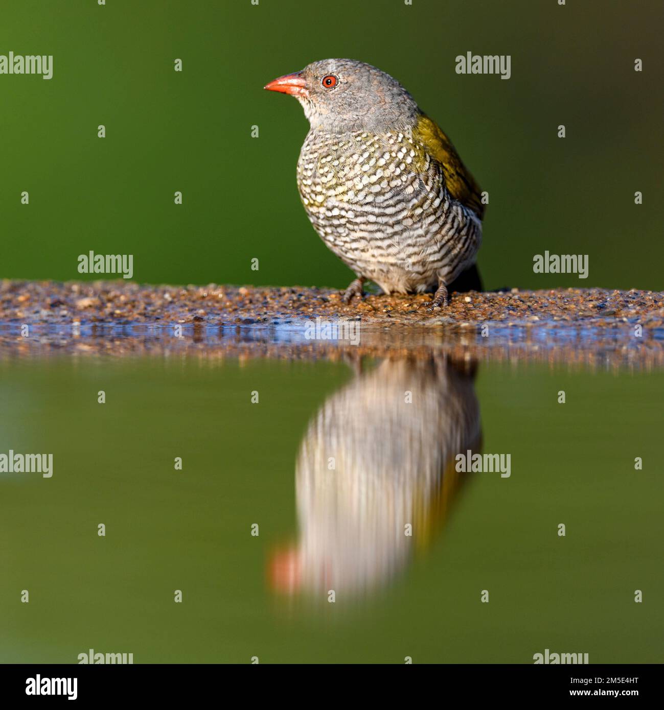 Female green-winged pytilia (Pytilia melba) from Zimanga, South Africa ...