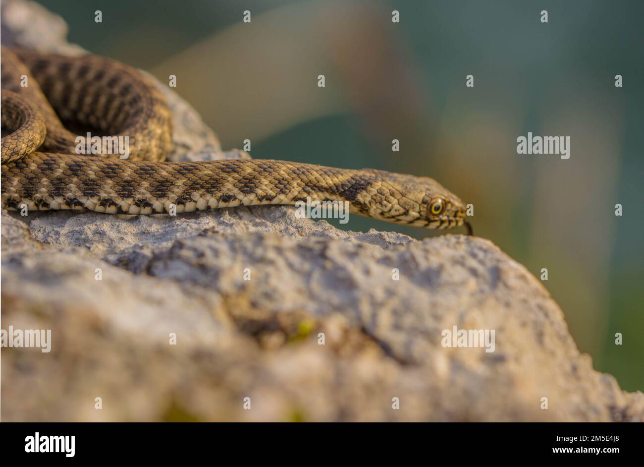 Dice Snake by the river, Natrix Tessellata Stock Photo - Alamy