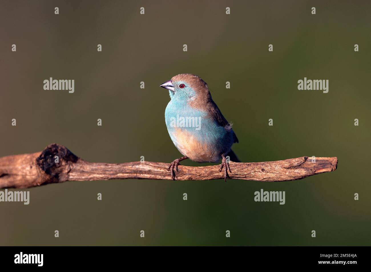 Southern cordonbleu (blue waxbill) (Uraeginthus angolensis) from ...