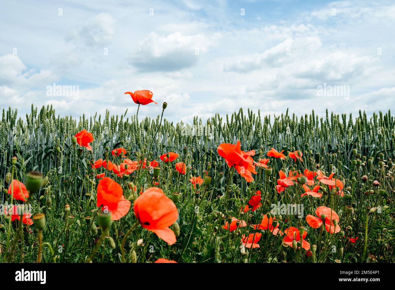 The field of unripe wheat and poppy wild flowers, Ukrainian cultural ...